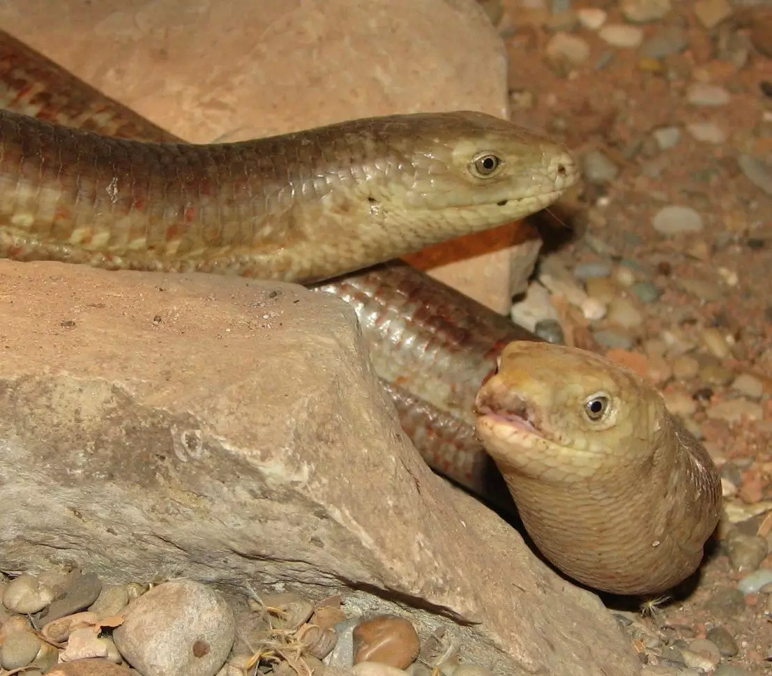 Saperangan kuning sing manggon ing terarium.