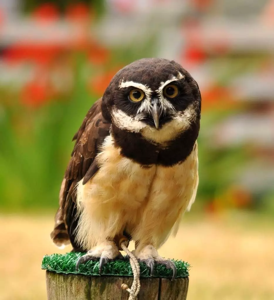 Burung hantu neotropik berkacamata (Pulsatrix perspicillata).