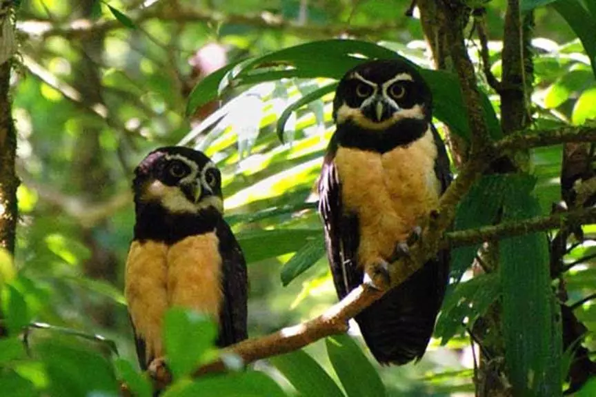 Nama burung itu dengan fasih menjelaskan bahawa habitatnya adalah hutan tropika.