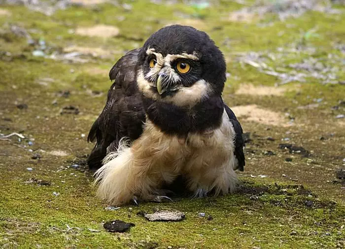 Burung hantu neotropikal muda merdeka pada usia sekitar 5-6 minggu.