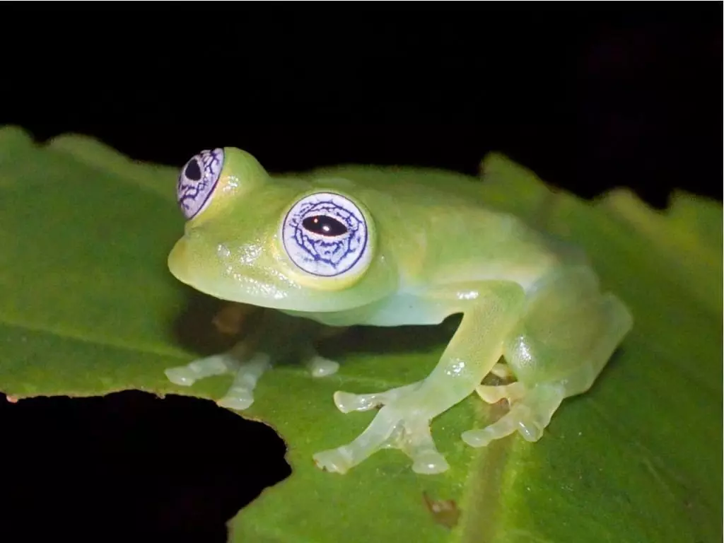 Sekiranya anda melihat katak kaca dari atas, maka ia tidak jauh berbeza dengan katak yang biasa kita gunakan.