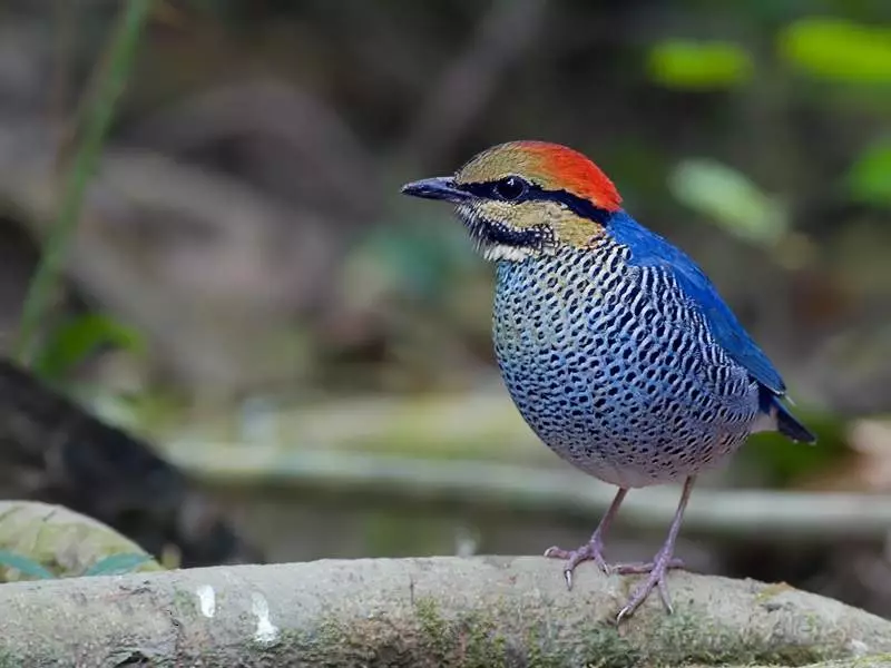 Bloustertpitta (Hydrornis guajanus).