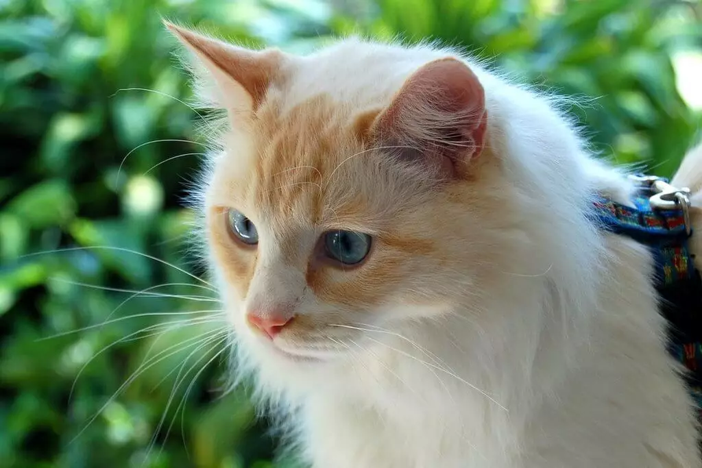 Turkish van