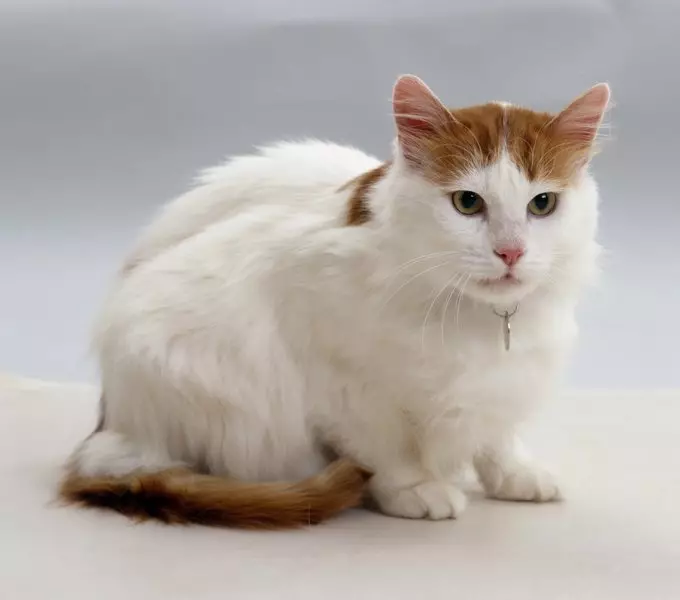 Turkish van: a breed of cats with an ancient history 213_2