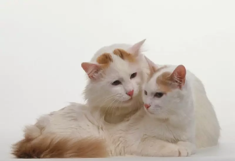 Turkish van: isang lahi ng mga pusa na may sinaunang kasaysayan 213_6