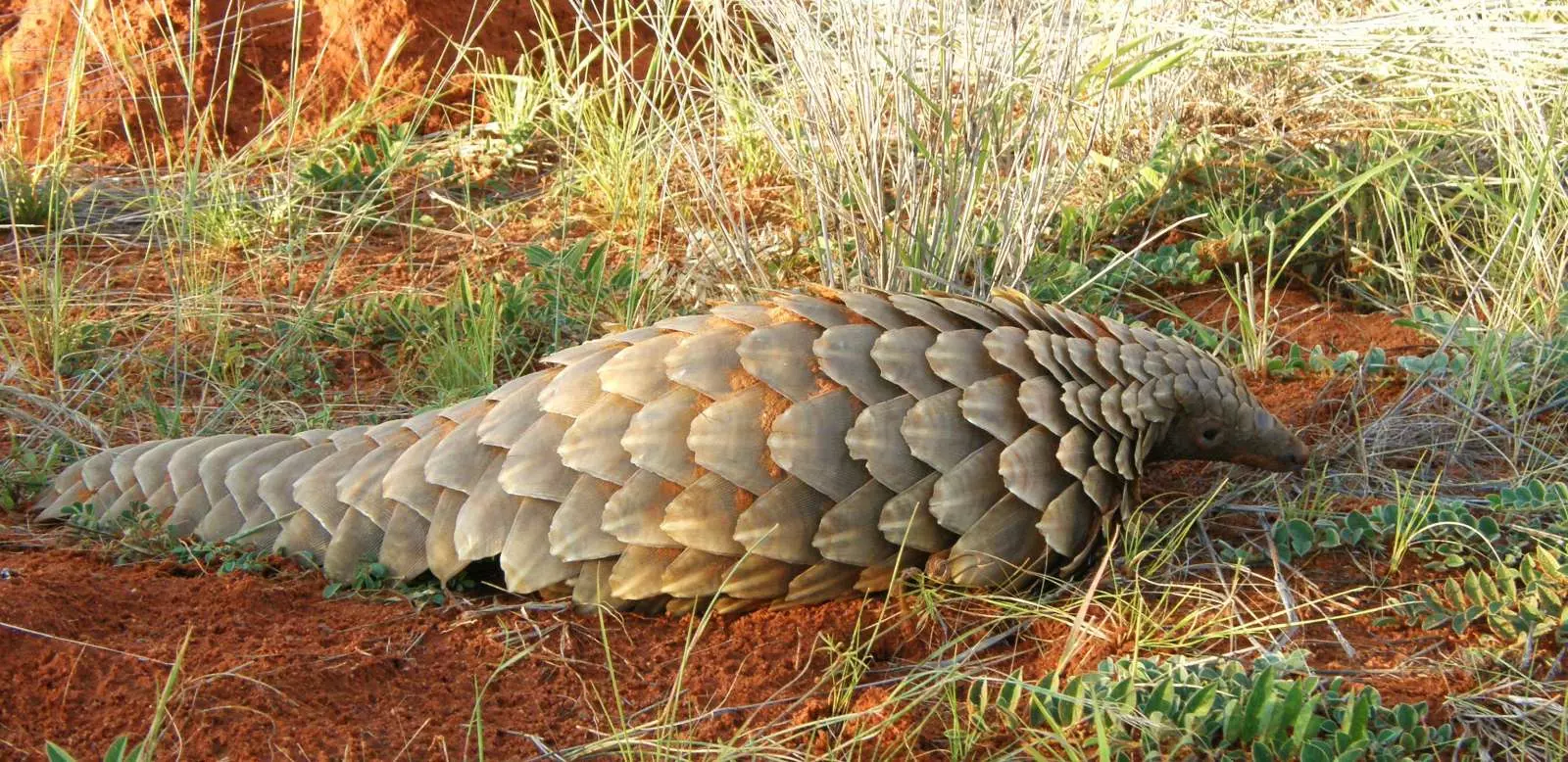 Pangolin é un dos representantes dos animais blindados