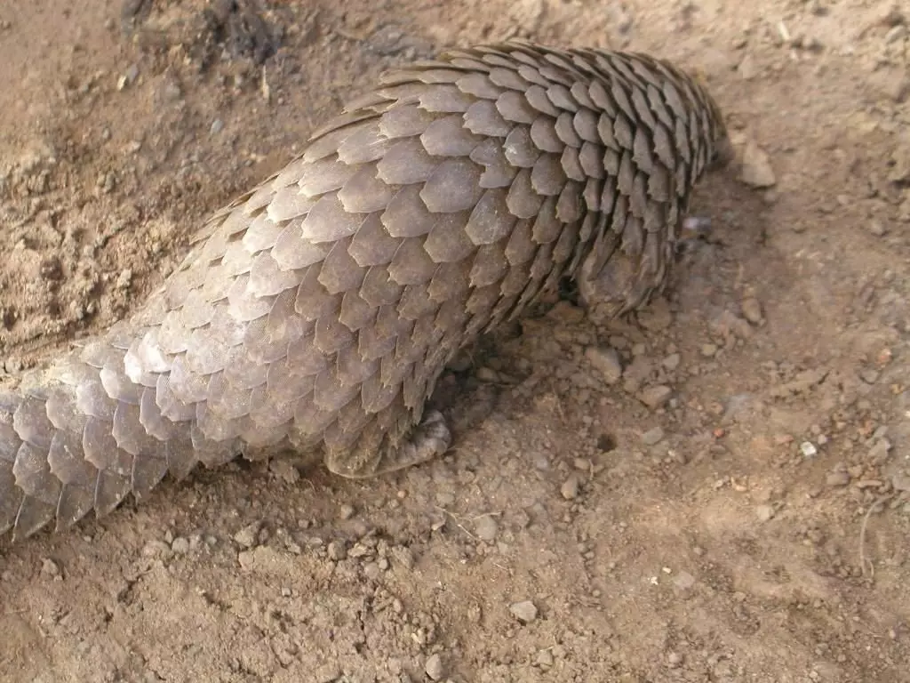 Pangolin është një gërmues dhe alpinist i shkëlqyer