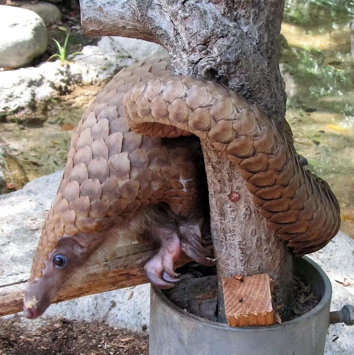 Subir ás árbores axúdalle non só con fortes patas con garras, senón tamén cunha poderosa cola prensil.