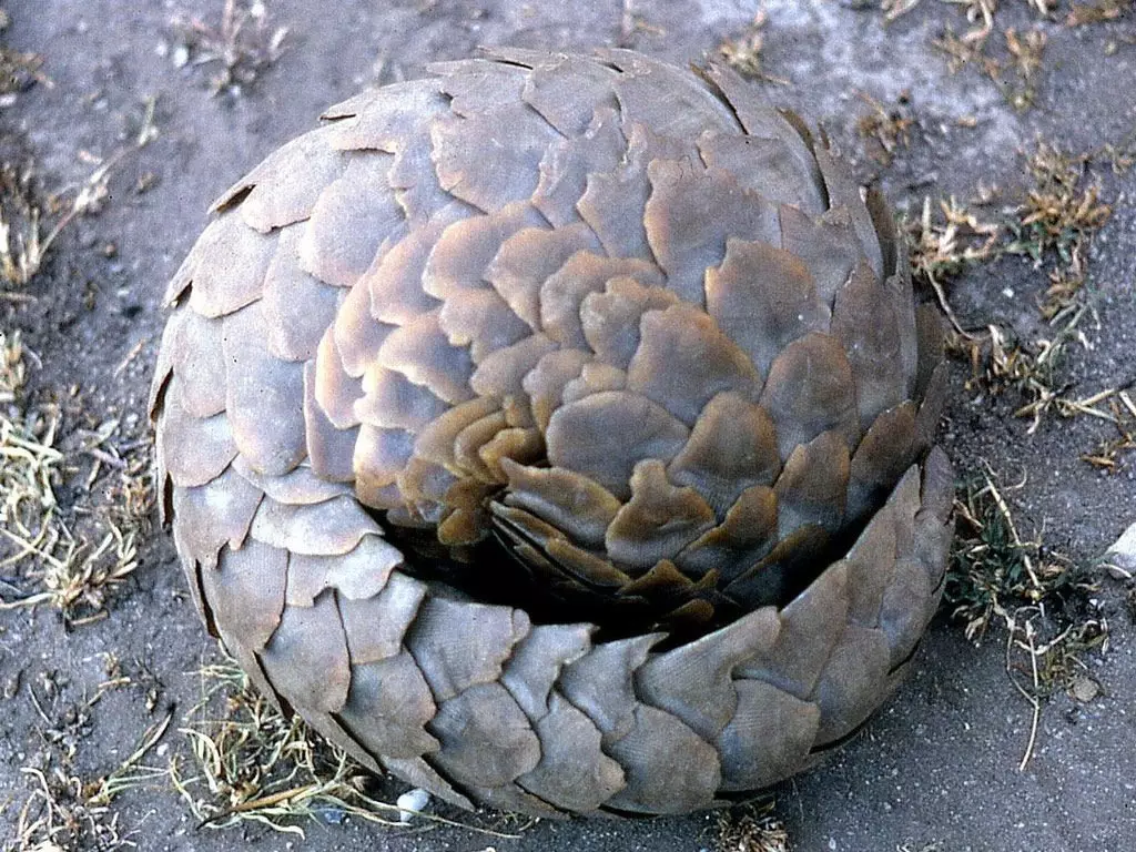 Da yake lanƙwasawa cikin ƙwallo, pangolin ya zama mara amfani saboda kayan yaƙin.