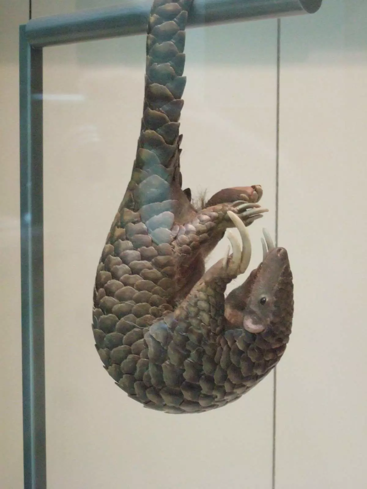 De krêftige sturt lit de pangolin ûndersteboven hingje. De poaten binne frij om ynsekten te fangen.