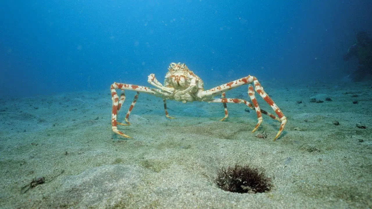 De japanesche Krab ass net nëmmen e Riese ënner de Vertrieder vu senger Klass, awer och eng laang Liewer!