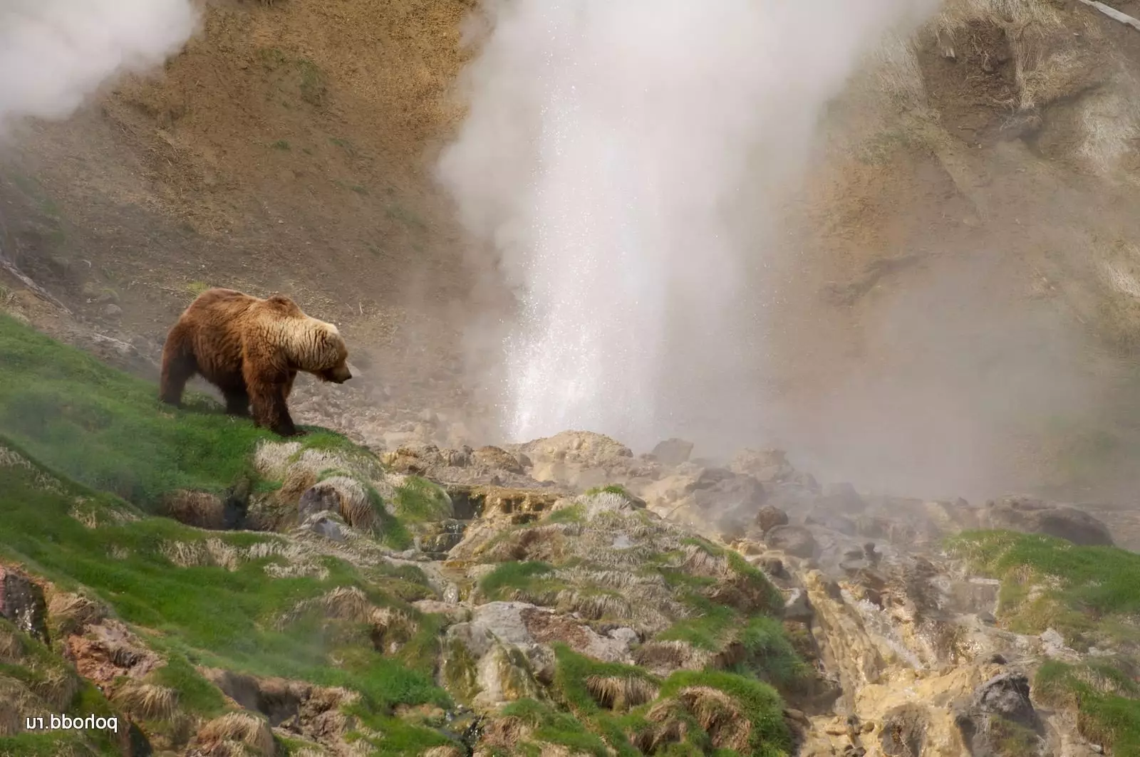 izzີ Grizzly ຢູ່ໃນເຂດອະນຸລັກ Yellowstone