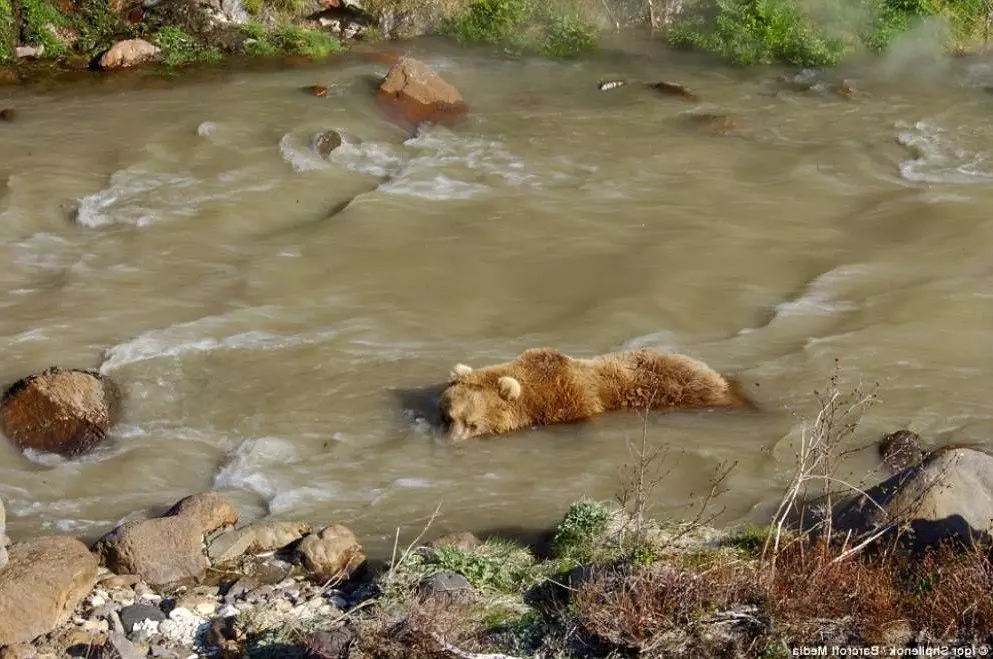 I grizzly sono grandi nuotatori. Inoltre, si stabiliscono vicino a fiumi e paludi, dove puoi nuotare e pescare.