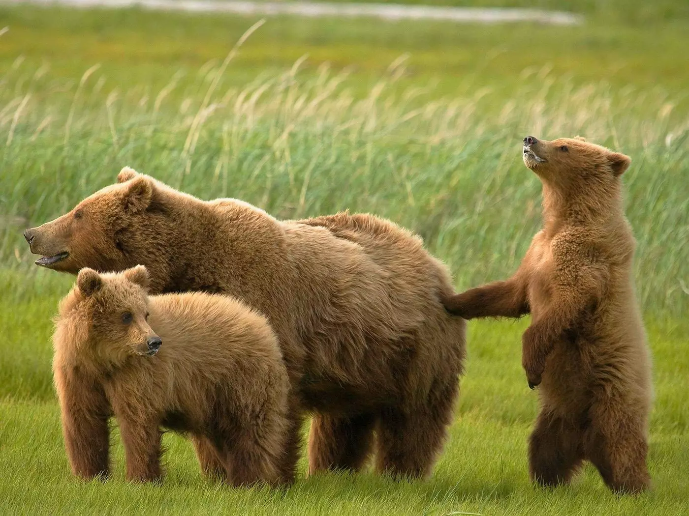 Un urs naște 1 până la 3 pui. Mama Grizzly este foarte grijulie și afectuoasă ... față de urșii ei.