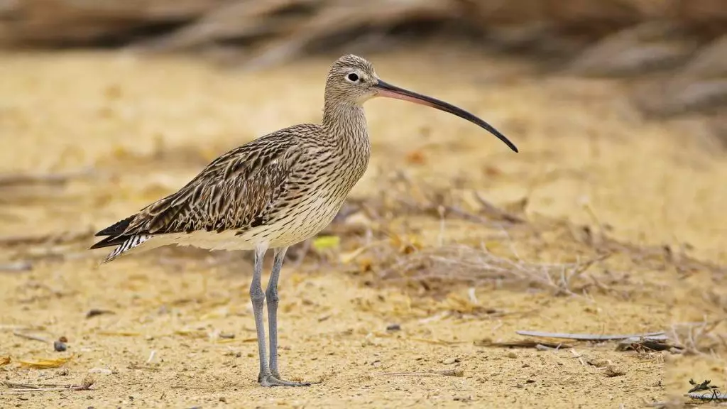 Nnukwu curlew (Numenius arquata).