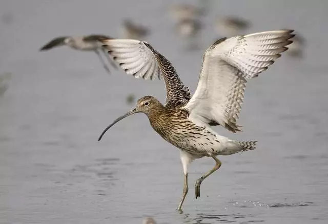 The Great Curlew adalah perwakilan terbesar dan paling sering dari Charadriiformes.