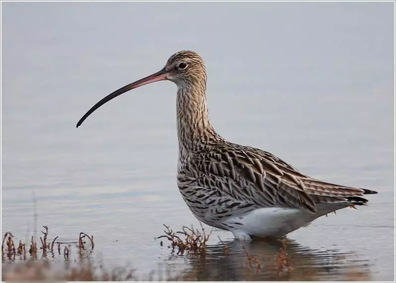 Di musim dingin, Great Curlews hidup di lepas pantai, di pedalaman daratan - di ladang dan padang rumput yang banjir.