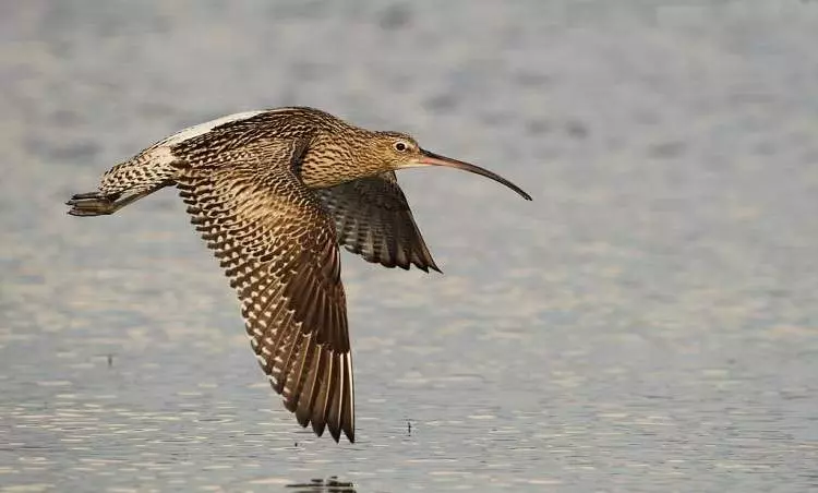 The Great Curlew adalah burung yang bermigrasi.