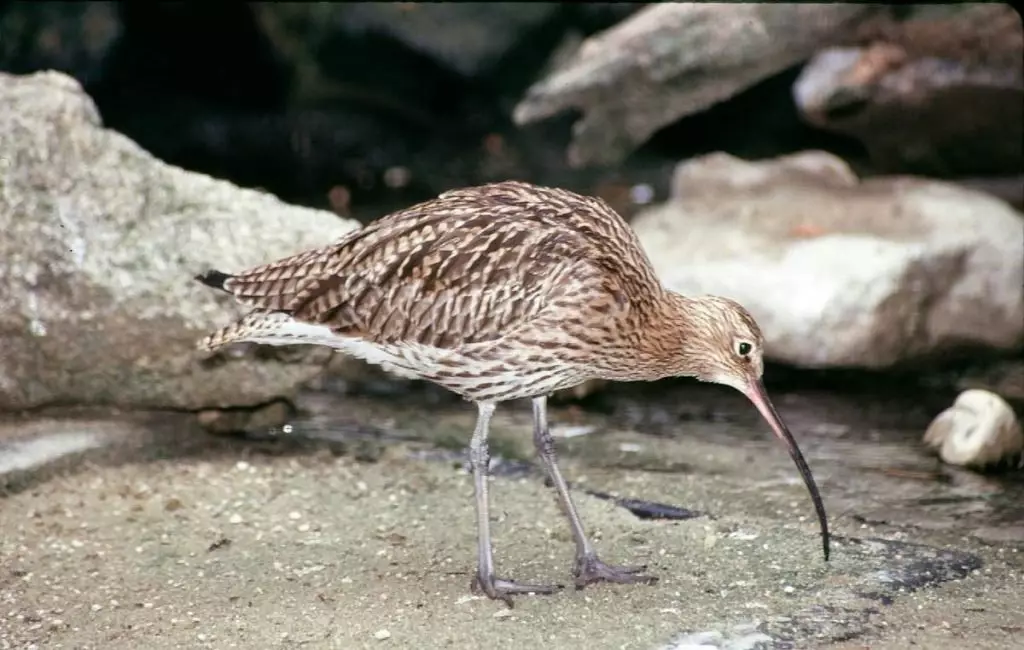 Curlews ໃຊ້ປາຍຫມາກຂອງເຂົາເຈົ້າເປັນແຂບເພື່ອດຶງຫອຍຫຼື barnacles ອອກຈາກຫອຍແຂງຂອງເຂົາເຈົ້າ.