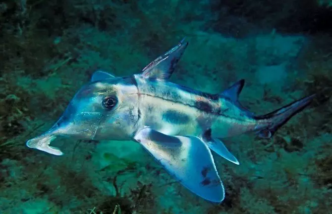 Chimera deep sea fish