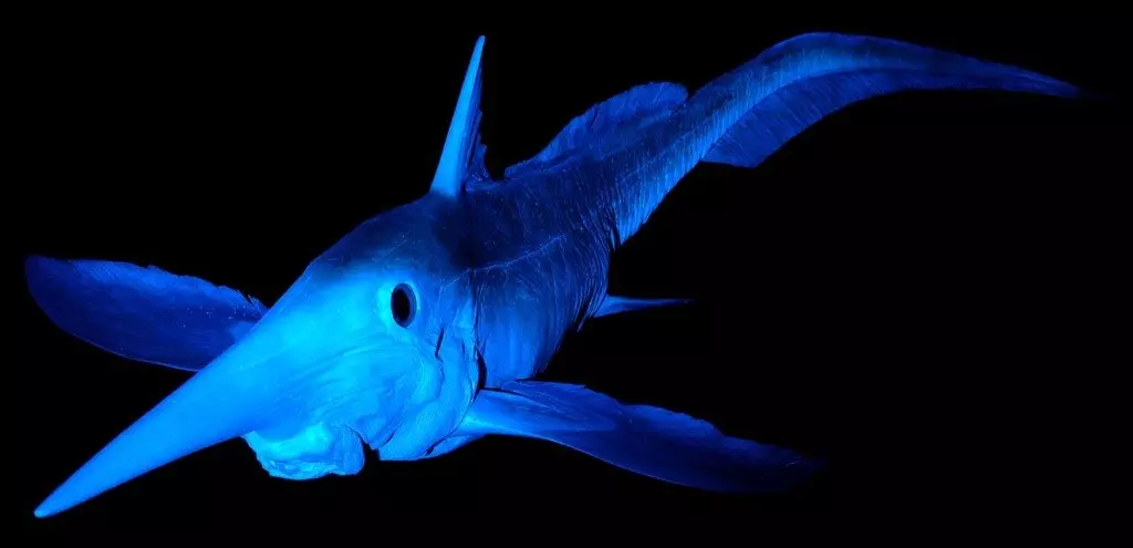 The chimera fish really looks more like a mythical creature than an inhabitant of the deep sea