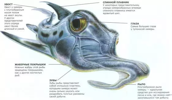 Химера структурасында шулкадәр уникаль ки, аның нәрсә һәм кайда икәнен шунда ук аңлый алмыйсыз.