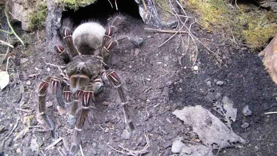 Tarantula zirneklis dzīvo zemes urbās, izmantojot tos kā slēptuvi