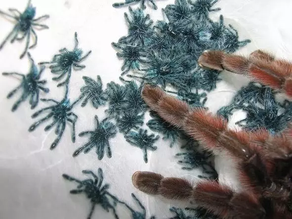 Így néz ki egy tarantula pók fiasítása