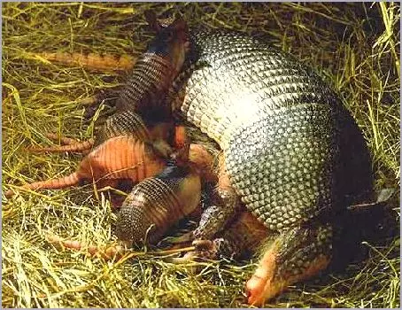 Sagaal-banded armadillo dheddig leh farcan