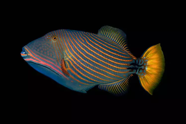 Orange-stribet udløserfisk eller orange-stribet balistup (Balistapus undulatus).