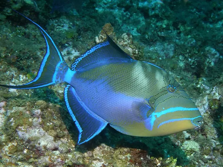 Karalienes Spinhorn (Balistes vetula).