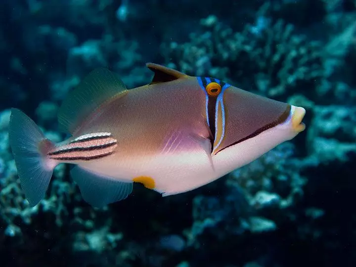 Mchanganyiko mkali (Rhinecanthus aculeatus) wakati mwingine huitwa samaki wa Picasso kwa rangi yake ya kijiometri.