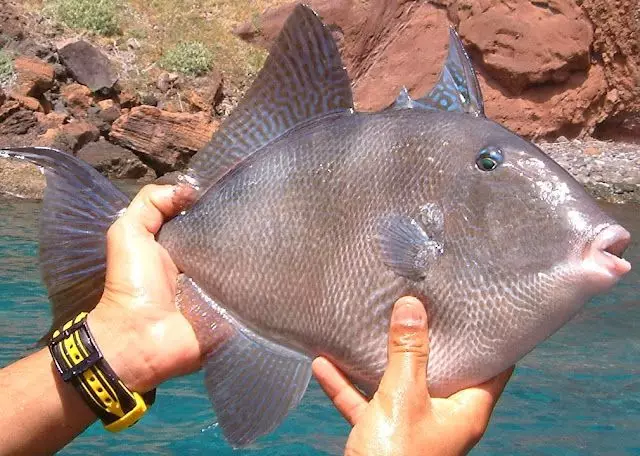 Trigfishfish ya kijivu (Balistes capriscus), iliyotolewa nje ya maji, iliamsha miiba yake.