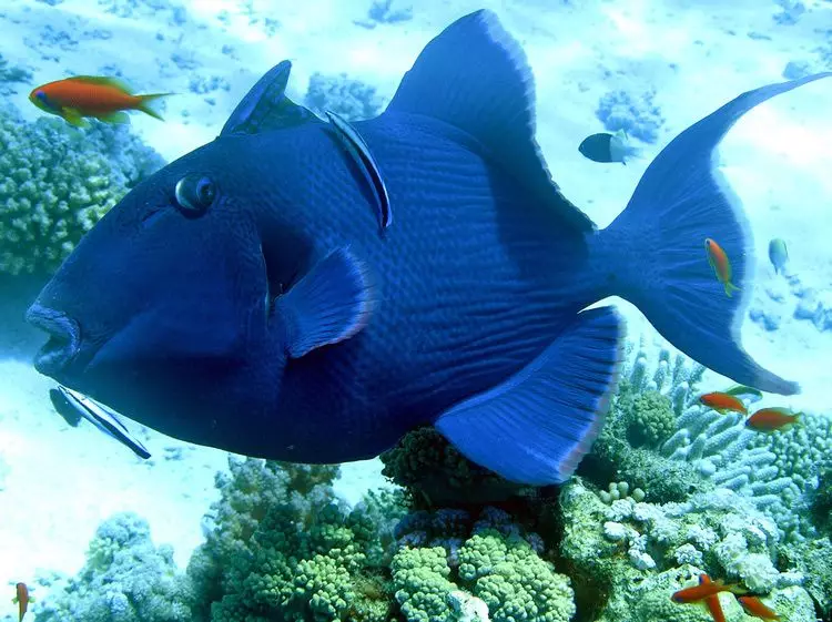 Tsvuku-toothed triggerfish (Odonus niger).