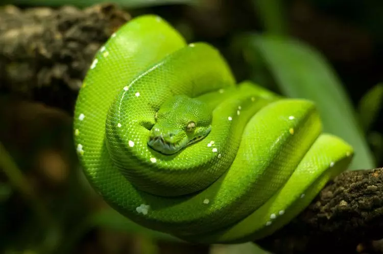 الثعبان الأخضر (Morelia viridis).