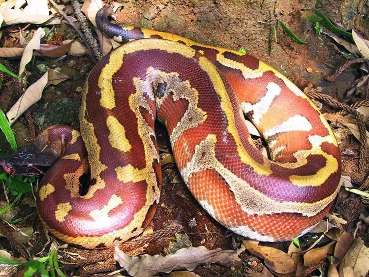 The motley, or short-tailed python (Python curtus) is distinguished by a strongly thickened, but short body.