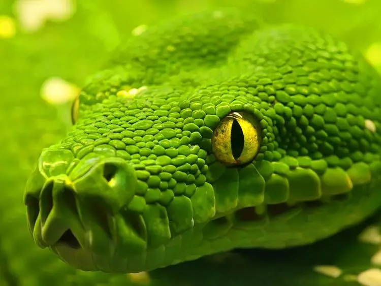 On the upper jaw of the pythons there are tiny pits in which the thermos are located, with their help the pythons find their prey.