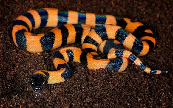 Jonge geringde python (Bothrochilus boa) heeft een contrasterende kleur, volwassen exemplaren van deze soort zijn volledig zwart.