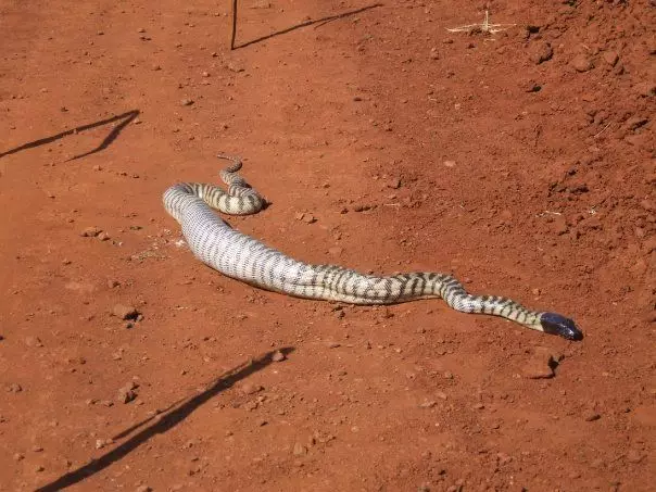 Python endhas ireng (Aspidites melanocephalus) iki lagi wae mangan ing kadal monitor sing gedhe.