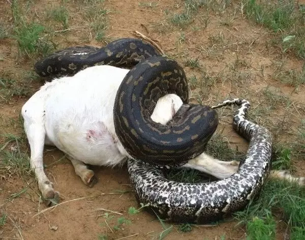 'N Hiëroglief, of rotspyton (Python sebae) wurg 'n dragtige bok wat hy in een van die Afrika -weivelde vasgekeer het.