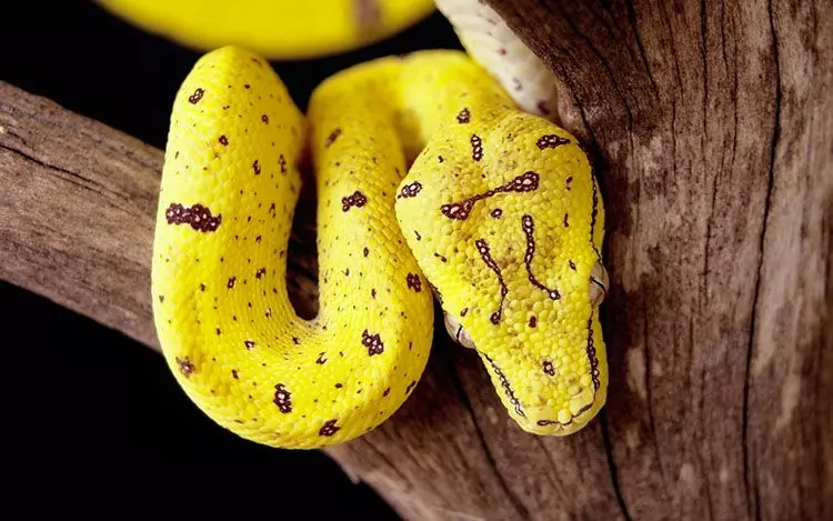 Young green python differs from adults in bright lemon color with small red spots.