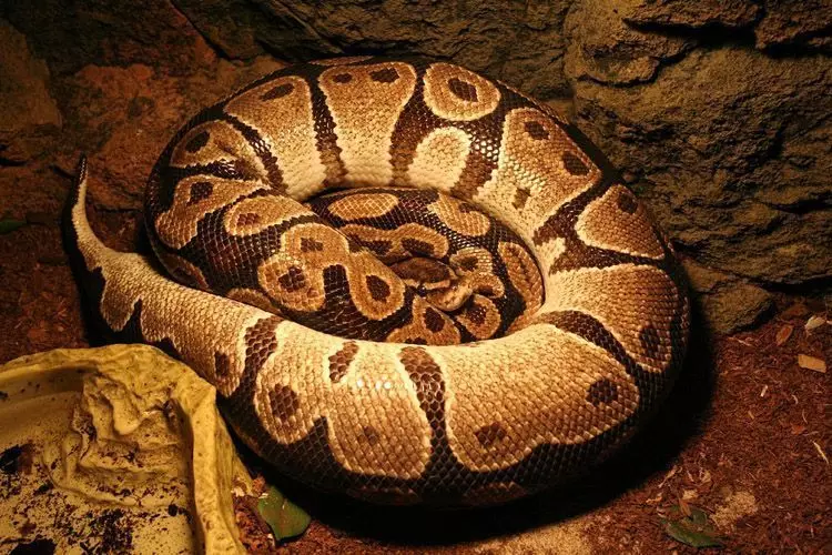 الثعبان الملكي (Python regius).