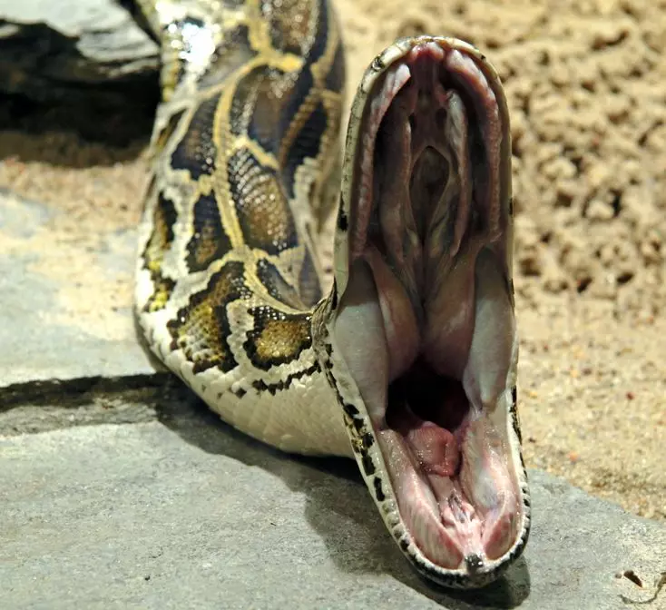 פייתון הבהיר הכהה (Python bivittatus) מציג חיוך מאיים.