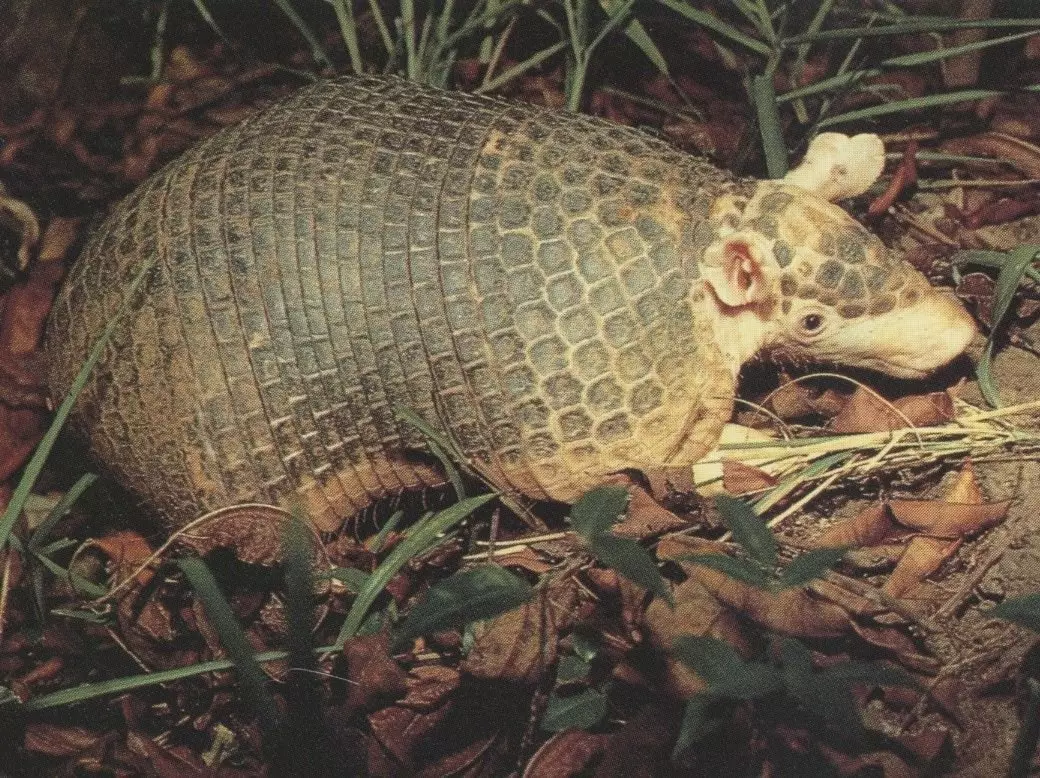 Loj liab qab-tailed armadillo