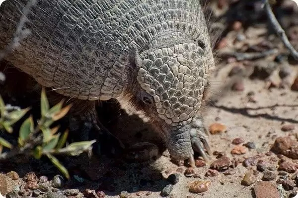 குள்ள ஆர்மடில்லோ