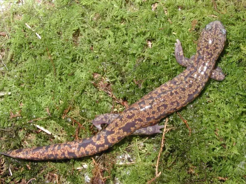 Salamander raksasa (raksasa) Jepang