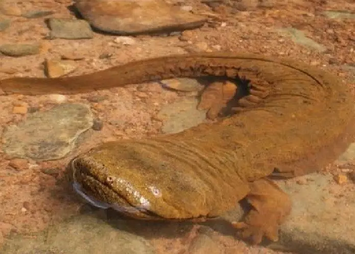 Salamander Jepang adalah amfibi unik yang bernapas sepenuhnya melalui kulit.