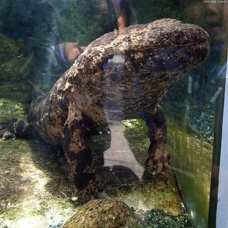 Salamander raksasa di akuarium kebun binatang Tokyo