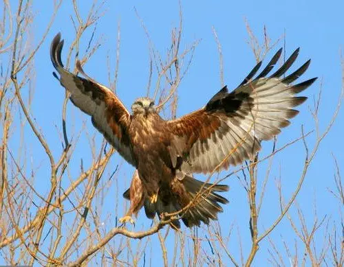 Goshawk