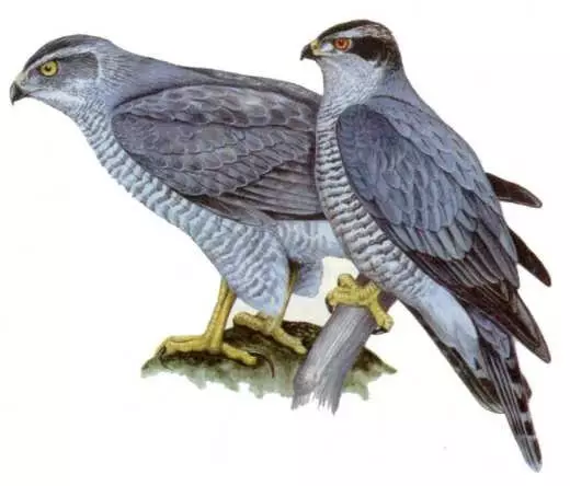 I en goshawk er hunnen større enn hannen